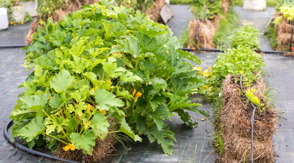 11 Tips for Starting a Strawbale Garden