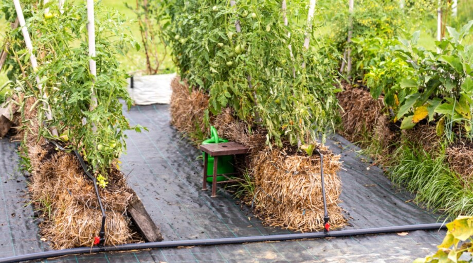 11 Tips for Starting a Strawbale Garden