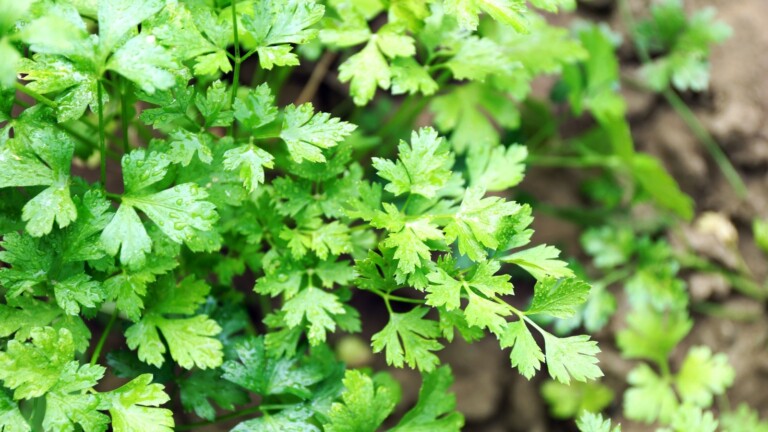 How to Plant, Grow, and Care for Parsley