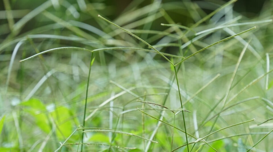 The 13 Best Grass Types for Your Lawn
