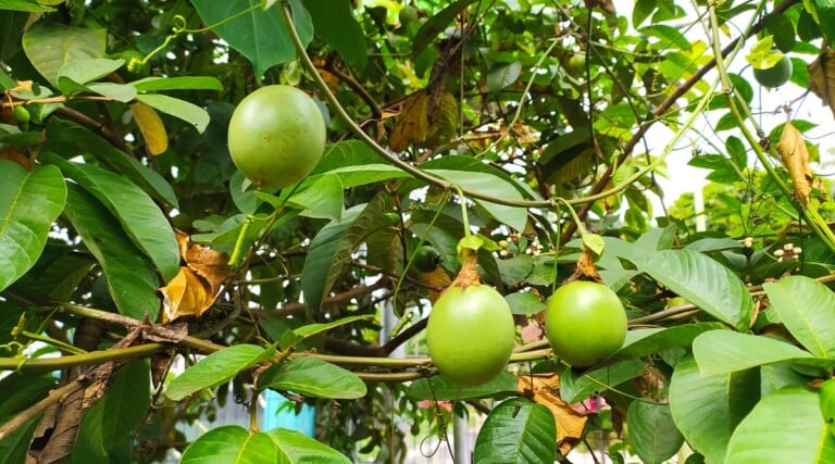 27 Edible Plants to Climb an Arbor or Trellis