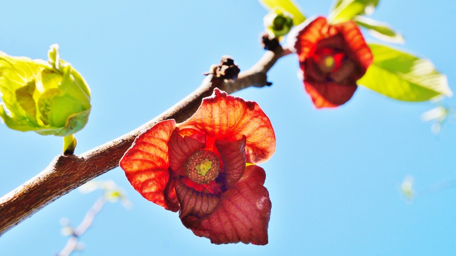 17 Native Plants For Tennessee Gardens