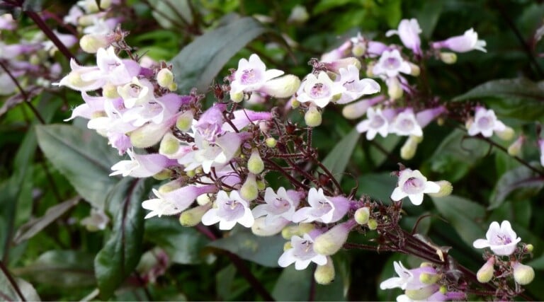 21 Native Plants For New York Gardens