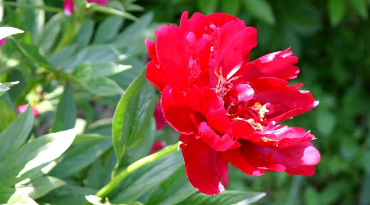 21 Red Peony Varieties For Bold Color in Your Flower Garden