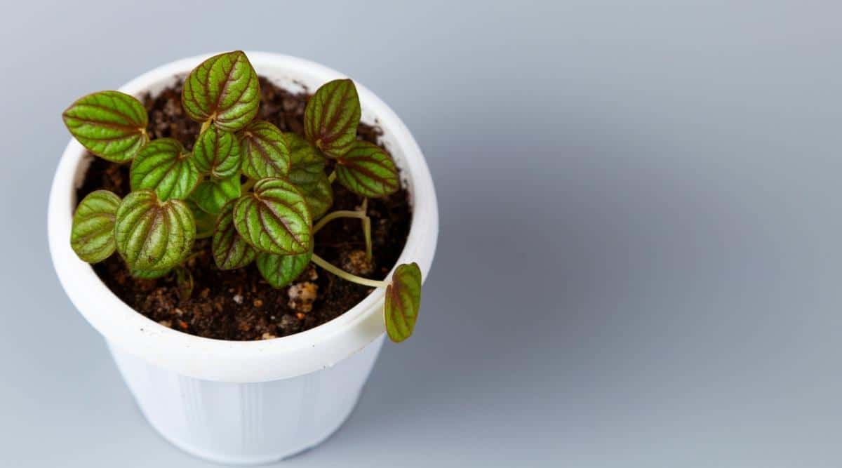 55 Different Types of Peperomia Varieties For Indoor Gardens