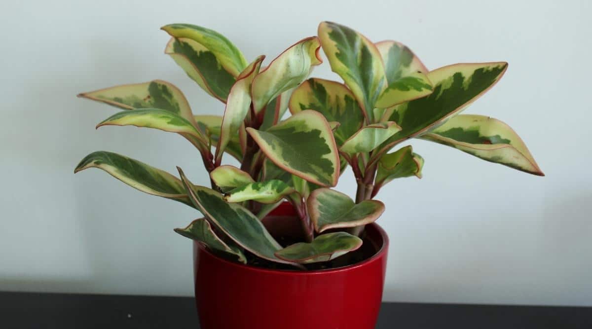 55 Different Types of Peperomia Varieties For Indoor Gardens