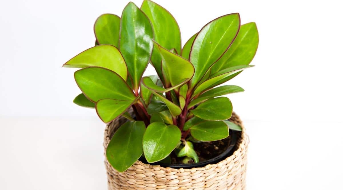 55 Different Types of Peperomia Varieties For Indoor Gardens