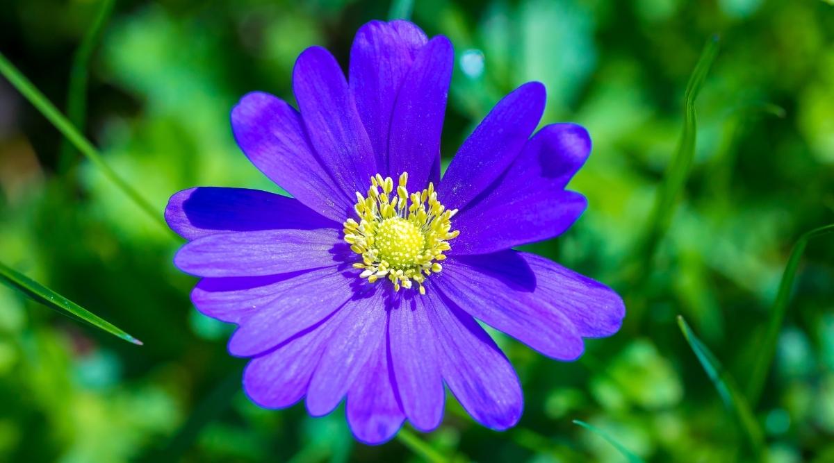 21 Early Blooming Spring Perennial Flowers