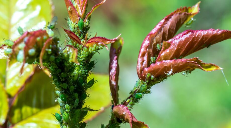 15 Essential Rose-Growing Tips