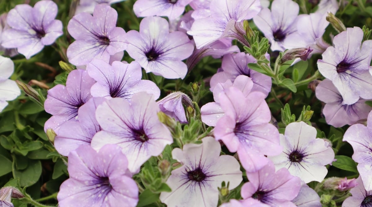 17 Purple Petunia Varieties For Your Flowerbeds
