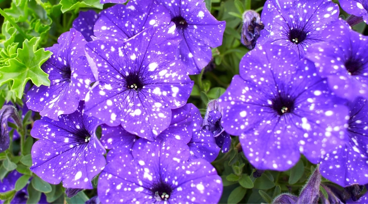 17 Purple Petunia Varieties For Your Flowerbeds