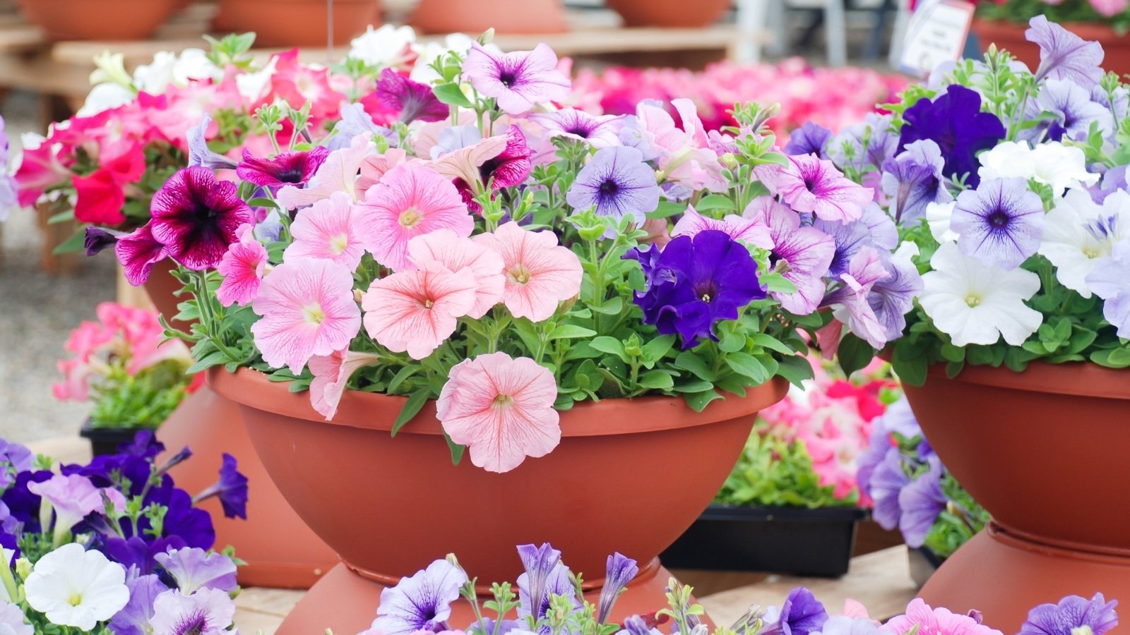 How to Propagate Petunias From Cuttings