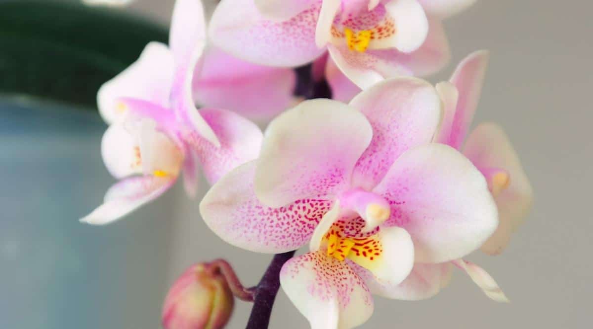 15 Pink Orchid Varieties For Indoor & Outdoor Gardens