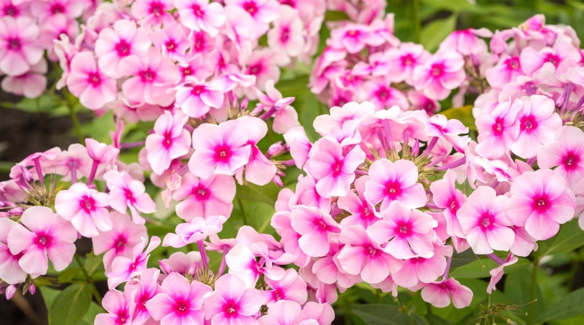 20 Different Plants With Tiny Flowers For Your Garden
