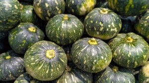 How to Plant, Grow, and Care for Kabocha Squash