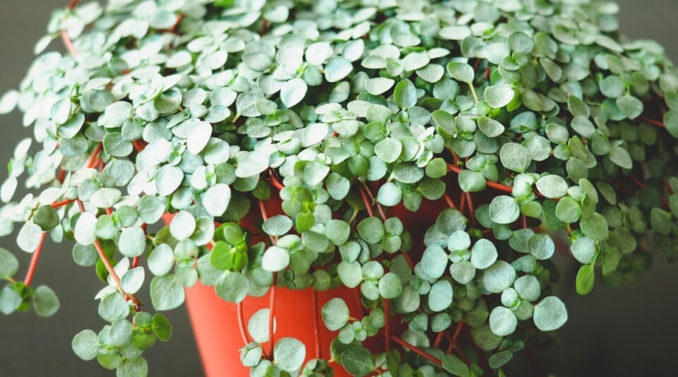 38 Best Plants For Terrariums