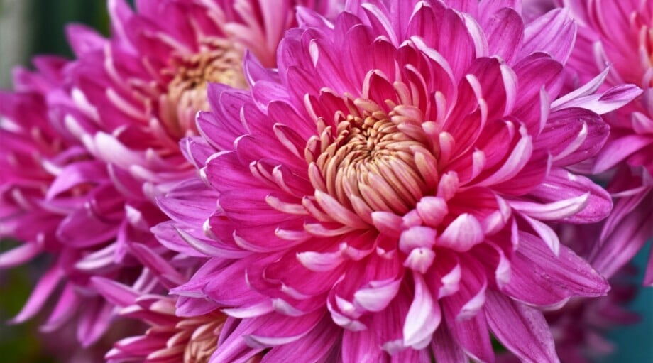 27 Hardy Mum Varieties for Your Fall Garden