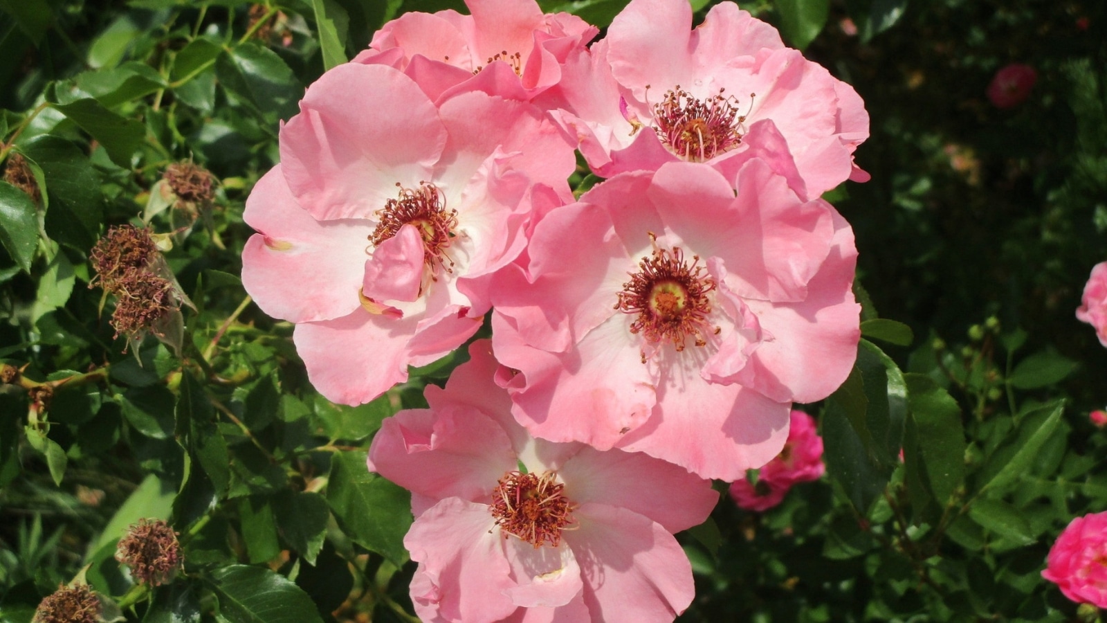 Are Knock Out Roses Amazing Shrubs or All Hype?