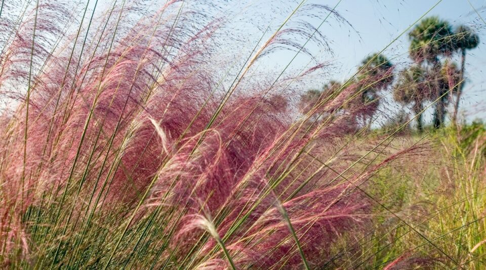 15 Plants to Grow in a Pocket Prairie - Epic Gardening