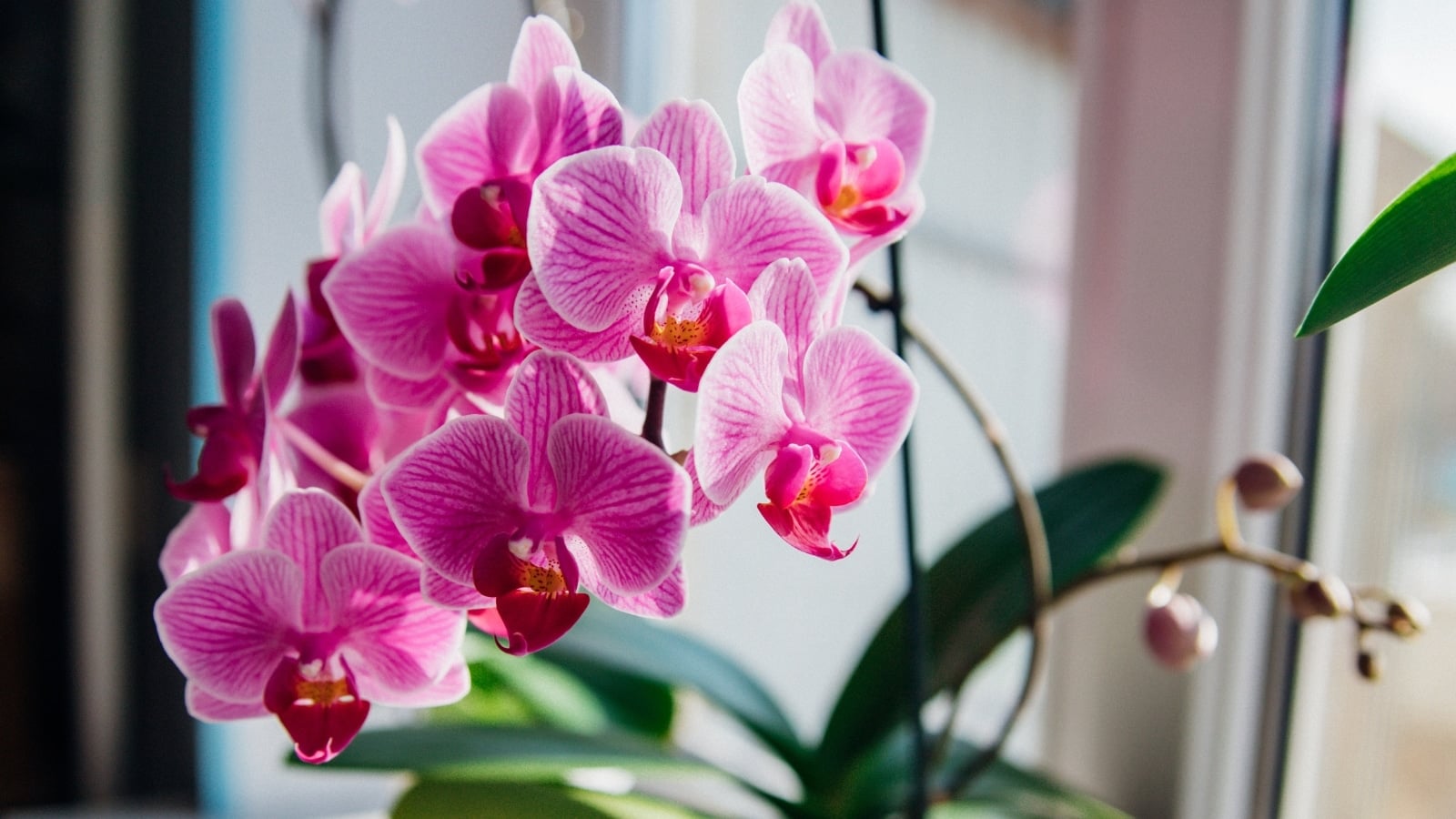 25 Different Orchids That Thrive as Indoor Houseplants