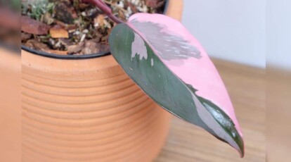 15 Pretty Pink Houseplants for Your Indoor Garden – Nature's Gateway