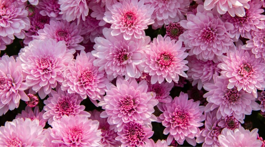 27 Hardy Mum Varieties for Your Fall Garden