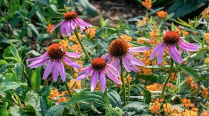 How to Build a Regenerative Garden