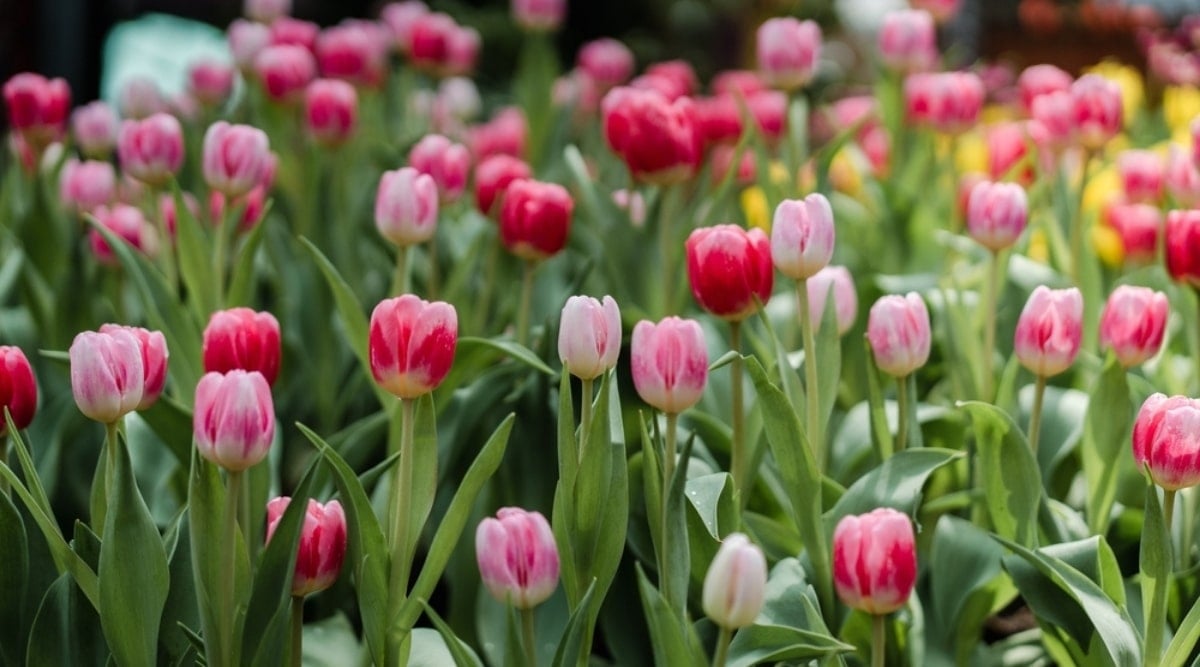 Can You Plant Tulips in Spring or Only in the Fall?