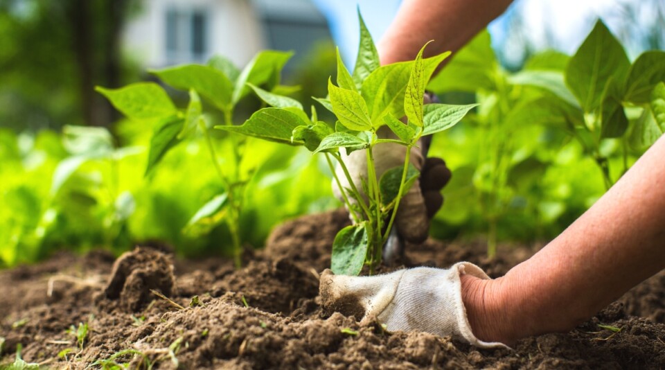 10 Ways to Spend Less Time Weeding