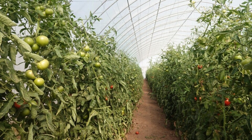 9 Benefits of Growing in High Tunnels