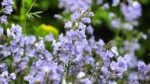 17 Native Ground Cover Plants For Low Growing Spaces