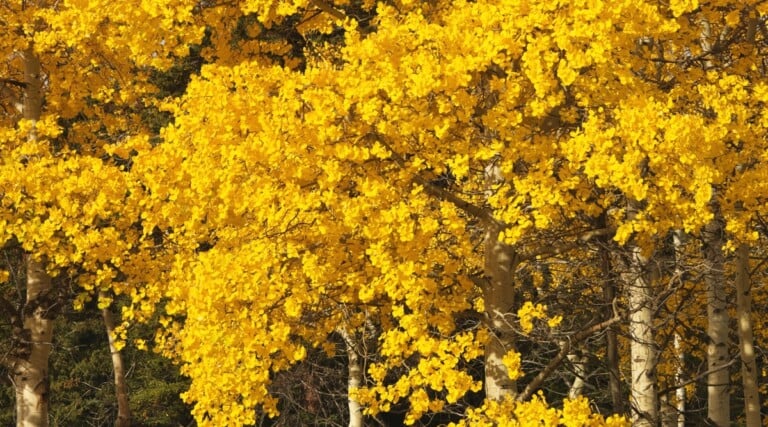 21 Trees With Spectacular Fall Color