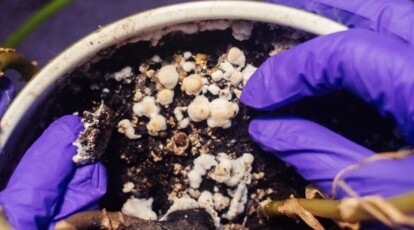 How to Tell If You're Overwatering Your Plants