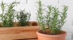 15 Tips for Growing Rosemary in Pots or Containers