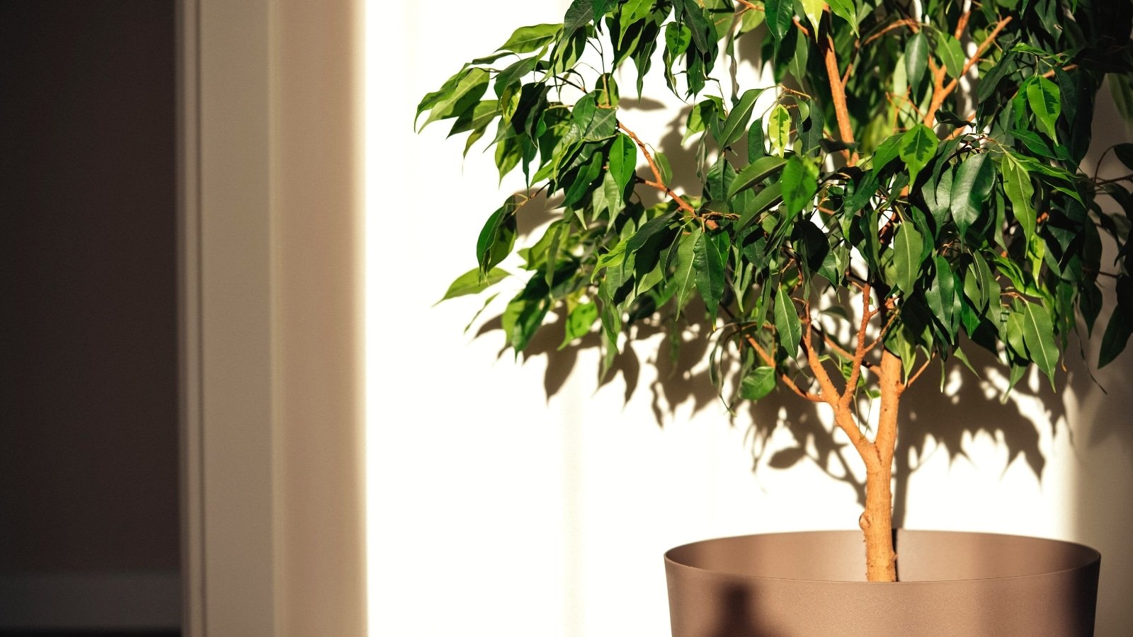 9 Tips For Growing Ficus Benjamina Indoors