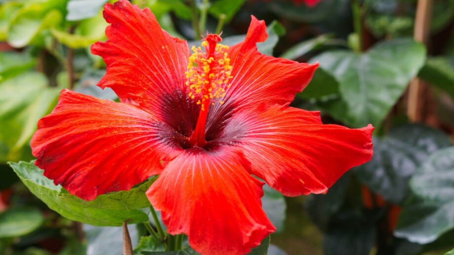 How to Plant, Grow, and Care For Hibiscus in Pots and Containers
