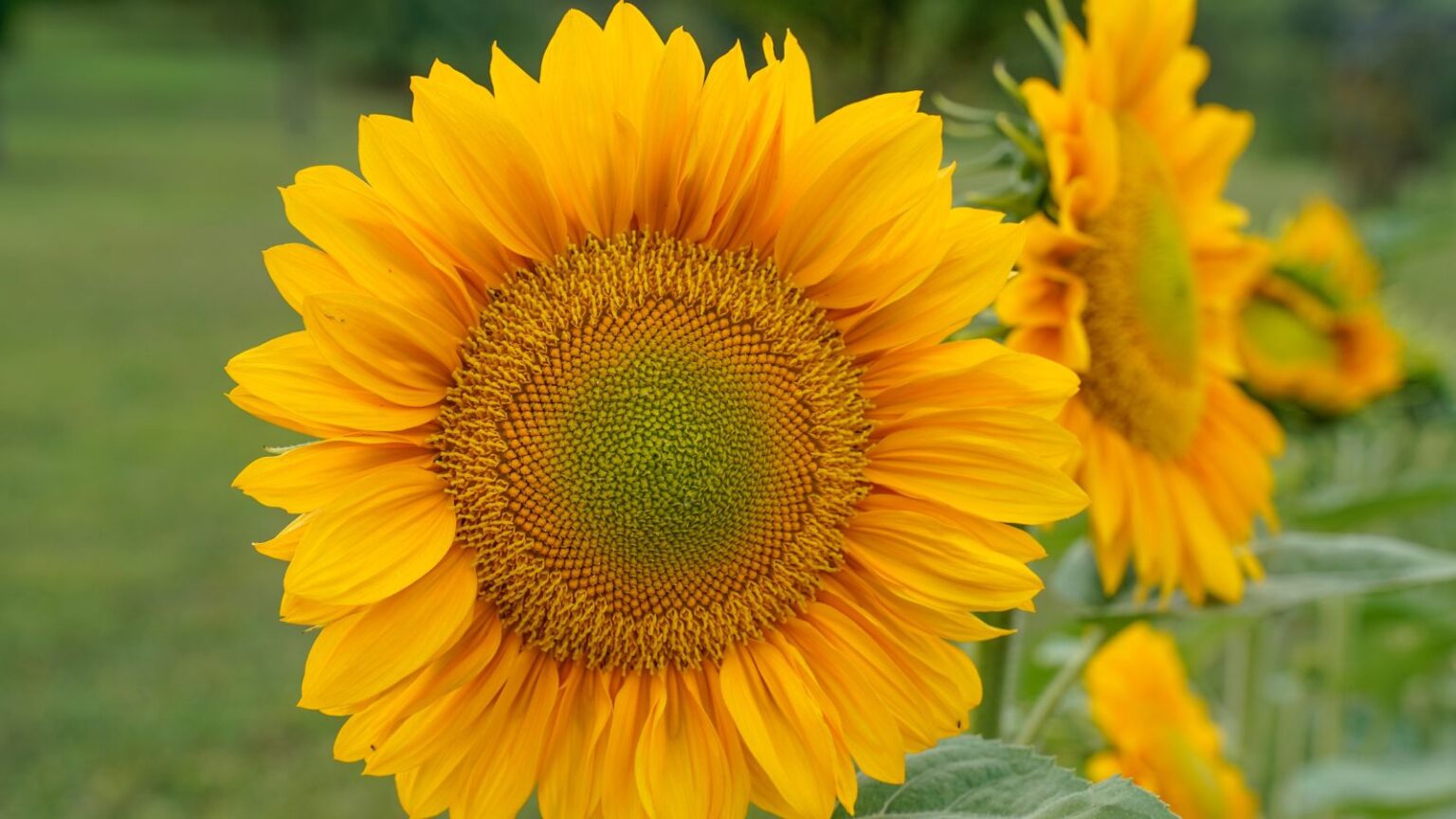 How to Plant, Grow, and Care For Sunflowers