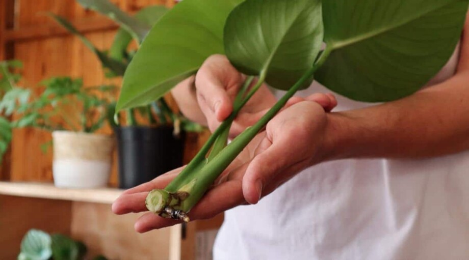 How to Propagate Monstera Plants From Cuttings