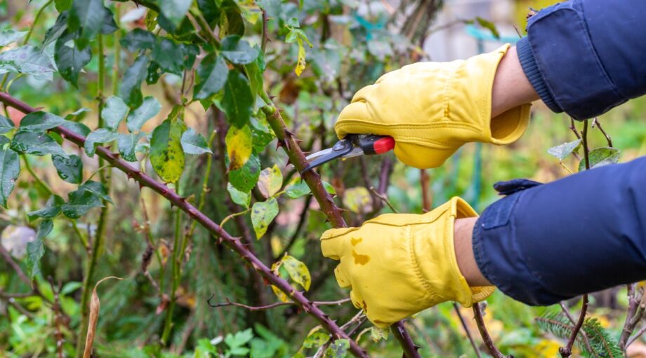 15 Essential Rose-Growing Tips