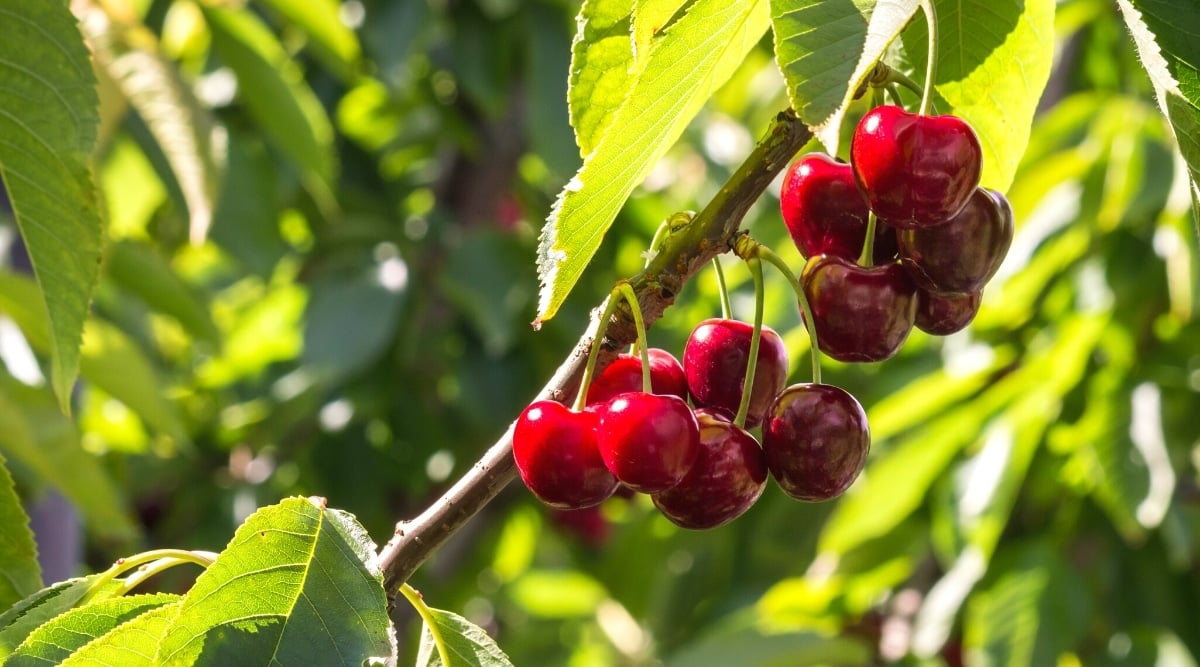 21 Fast Growing Fruits for Quick Harvests