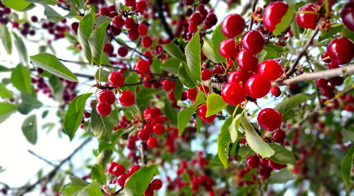 17 Fruit Crops That Grow in Shade