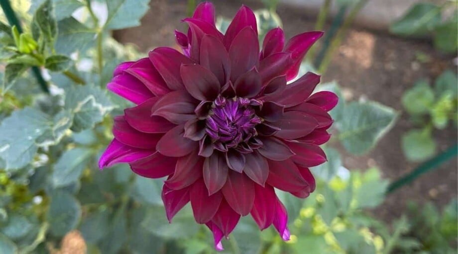 21 Purple Dahlia Varieties To Grow This Season