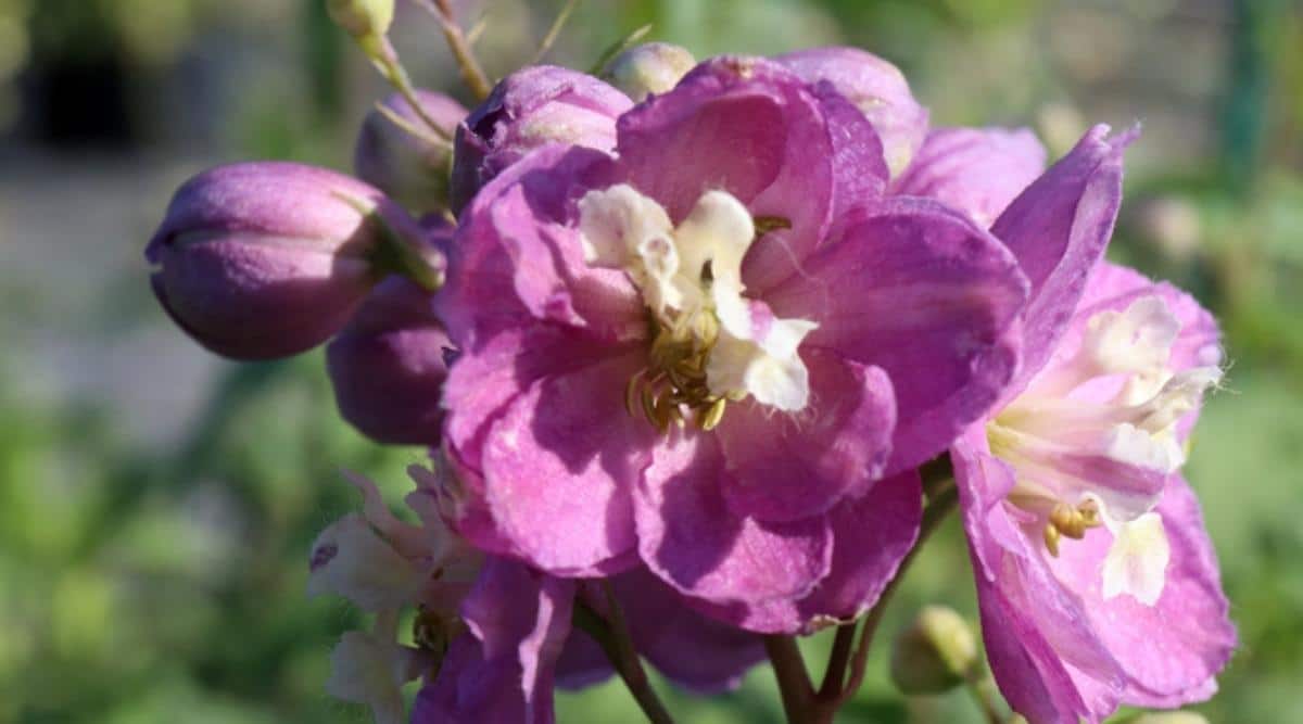 29 Different Delphinium Varieties You Can Plant This Season