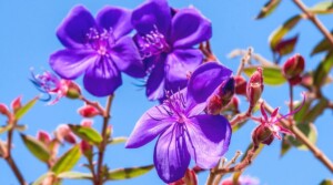41 Purple Perennial Flowers With Names and Pictures