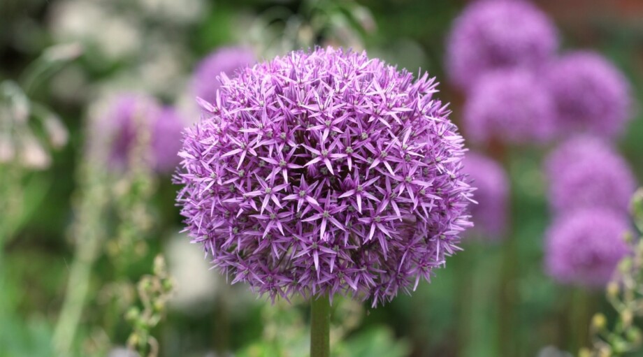 Are Ornamental Alliums Annual, Biennial, or Perennial Plants?