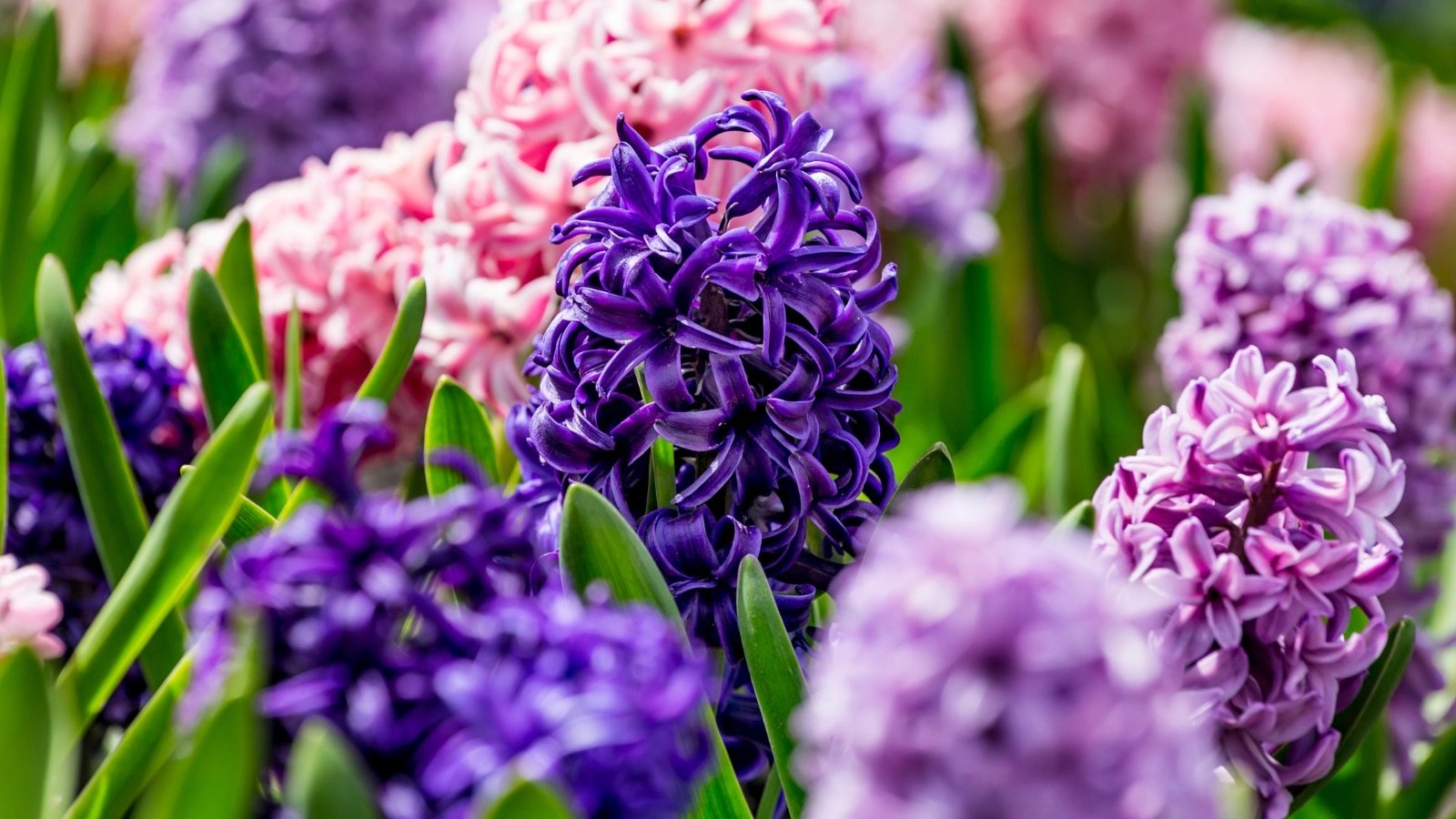 Are Hyacinths Considered Annual, Biennial, or Perennial Plants?