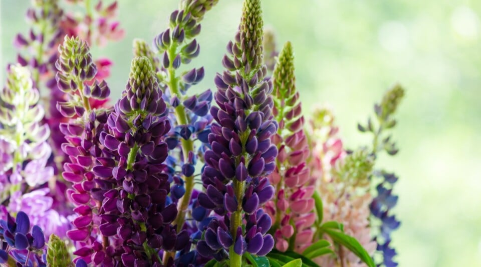 Are Lupines Annual, Biennial, or Perennial Plants?