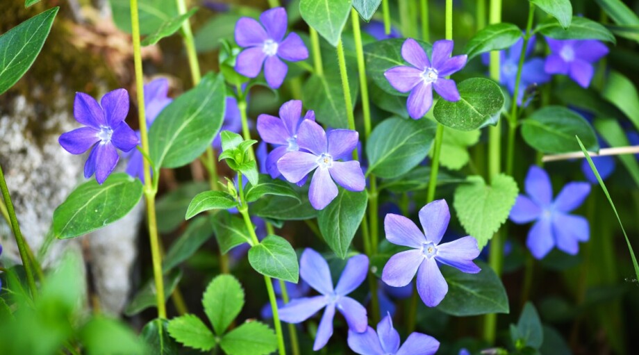 The 10 Best Plants for Erosion Control in Your Yard