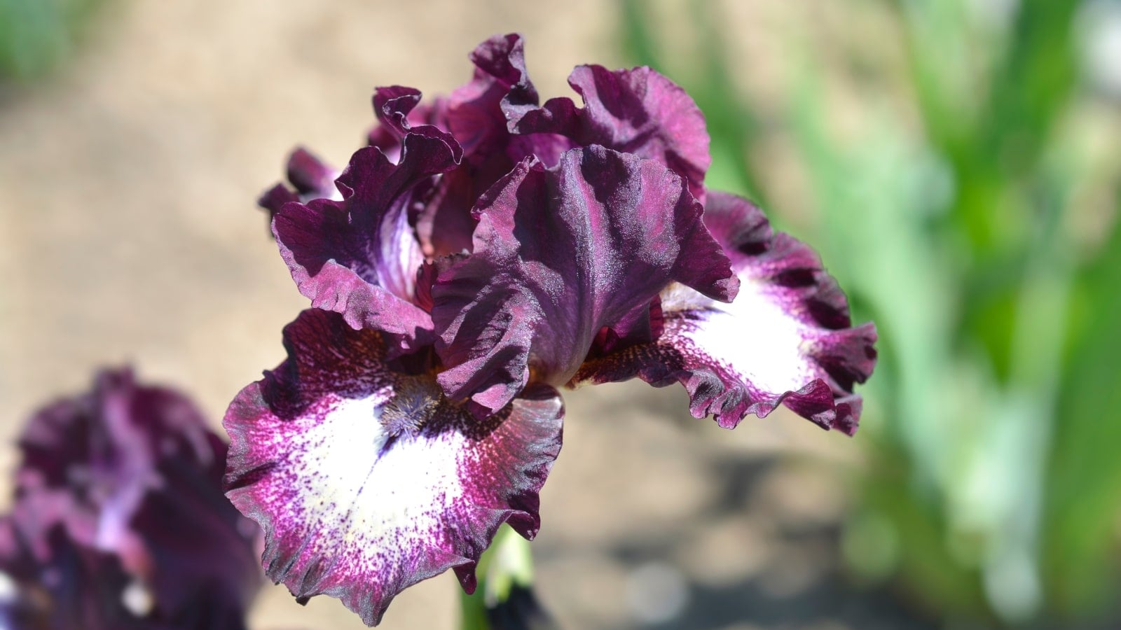 15 Stunning Purple Iris Cultivars for Your Flowerbeds