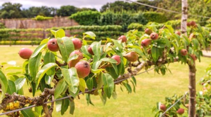27 Edible Plants to Climb an Arbor or Trellis